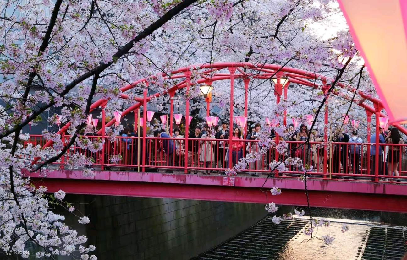 One-Day Tour of Tokyo's Top 5 Cherry Blossom Viewing Spots [Cherry ...